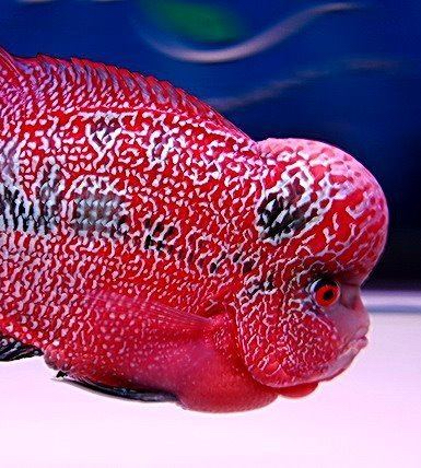 Flowerhorn / Parrot Cichlid Archives - Blackworms.com