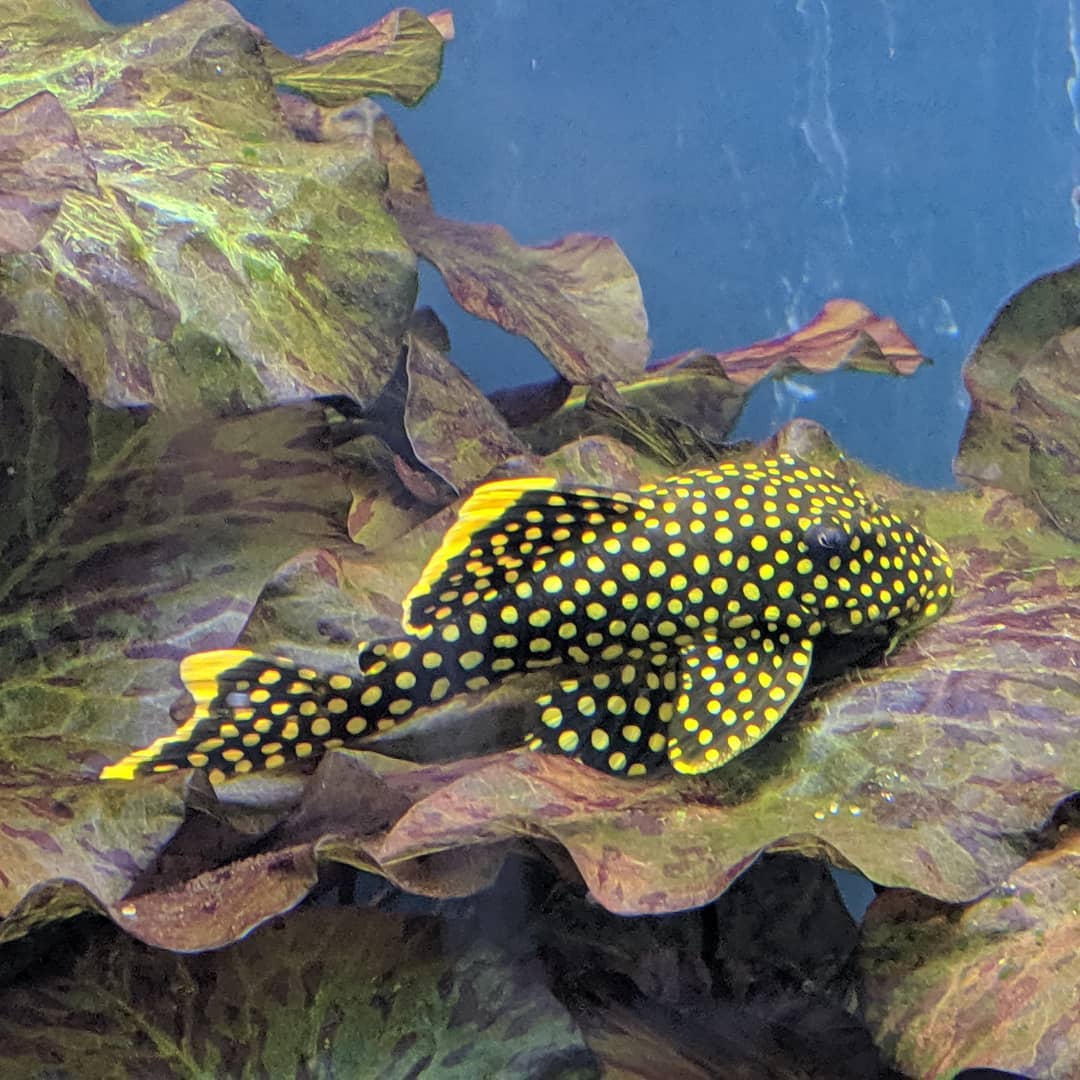 Plecostomus / Snail Archives - Blackworms.com