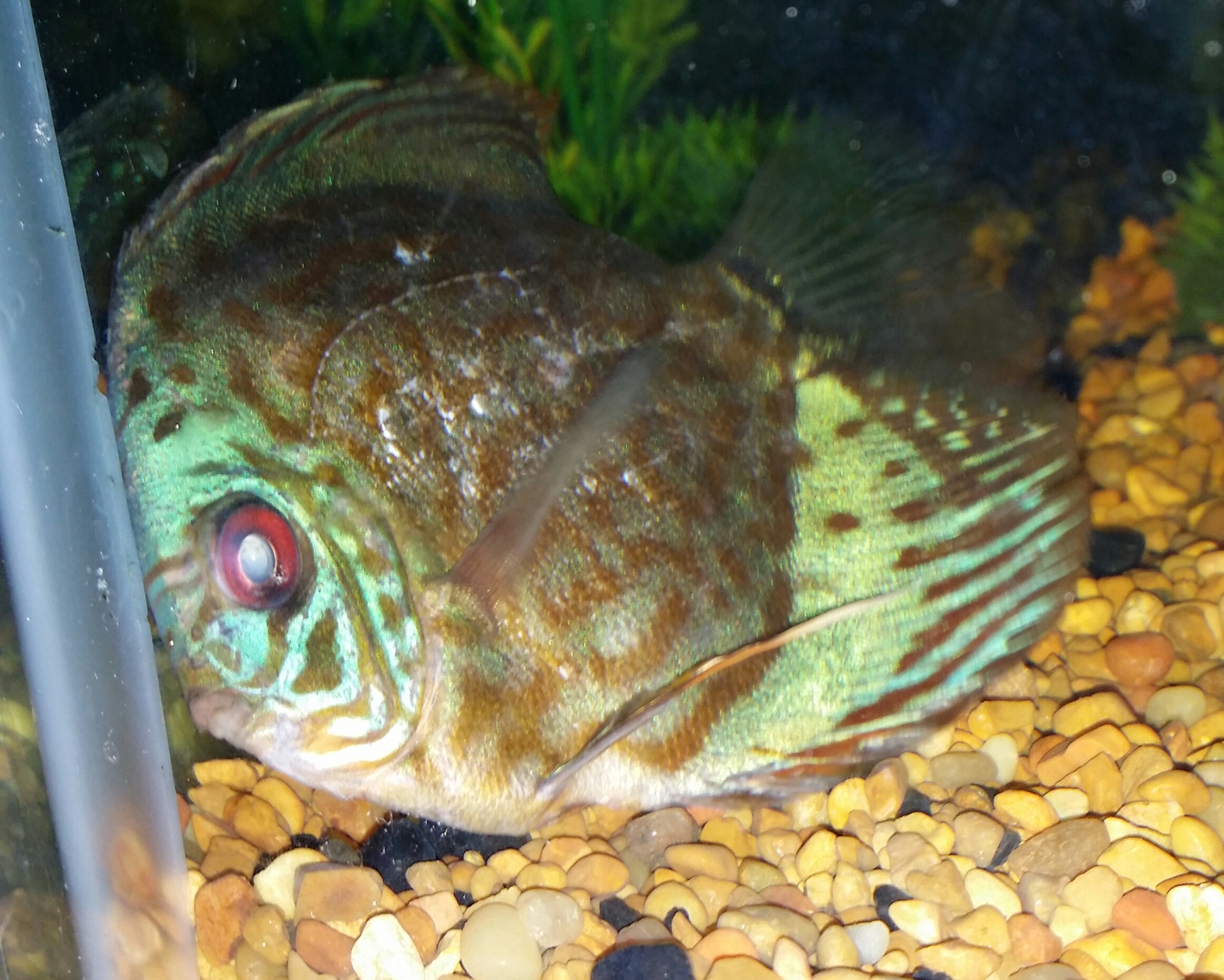 Sluggishness / Lethargy Archives - Blackworms.com